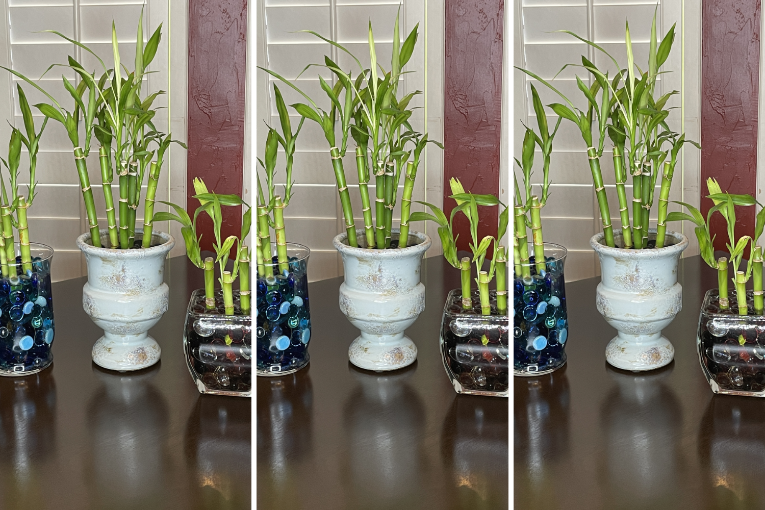 How To Make Lucky Bamboo Gifts That's Sure To Impress - six star family fun