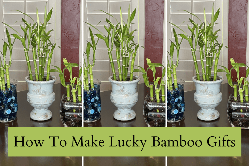 How To Make Lucky Bamboo Gifts That's Sure To Impress - six star family fun