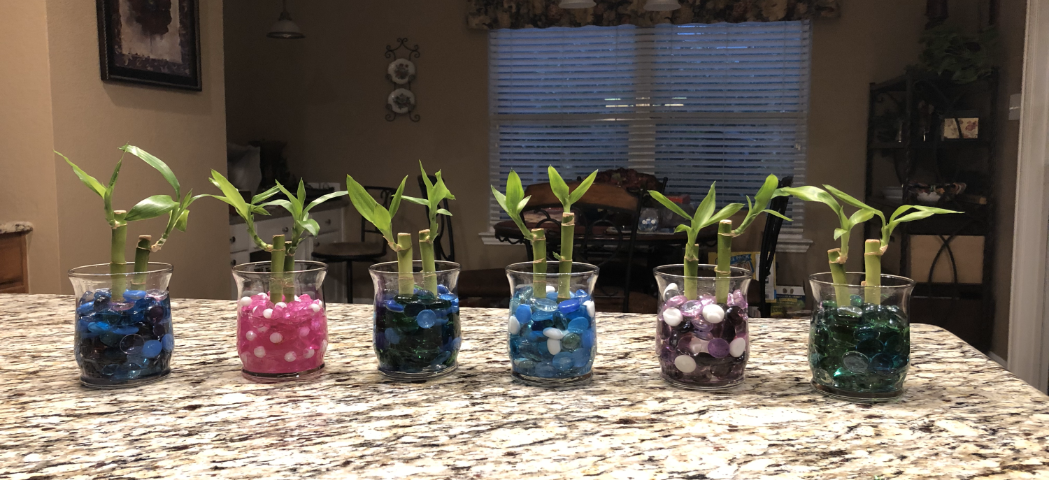 How To Make Lucky Bamboo Gifts That's Sure To Impress - six star family fun